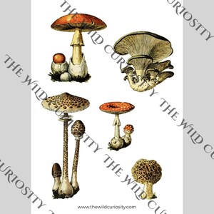 Fungi Collection | Download & Printable Sheet | Vintage Paper Craft ...