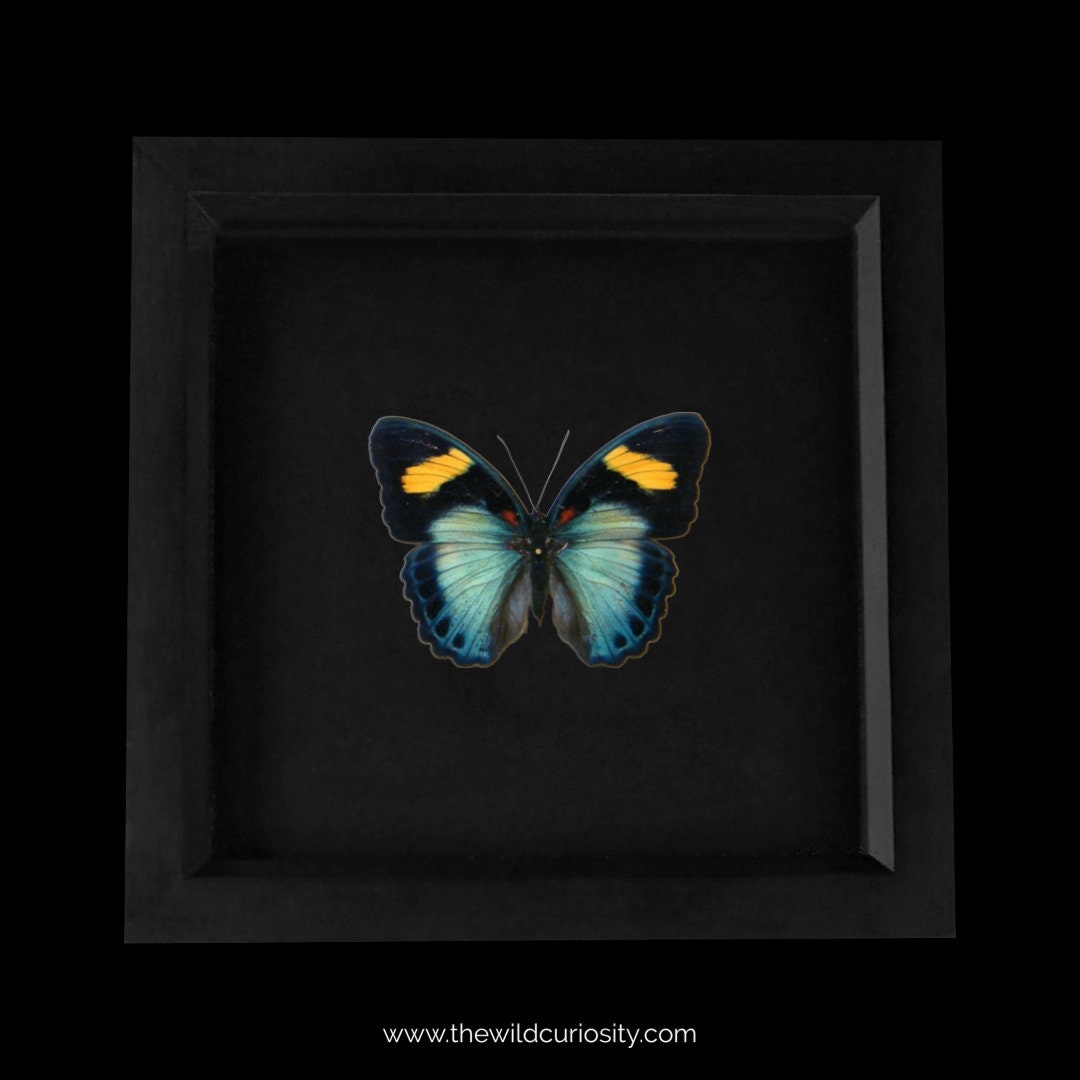 Framed Janetta Themis Forester Butterfly | Euphaedra Janetta | Real ...