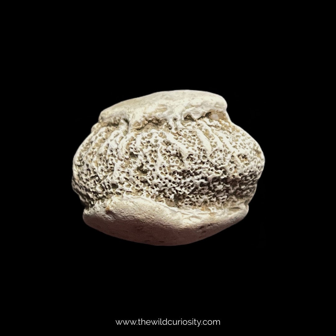 Flint Replaced Echinoid Fossil | Jurassic Coast | Fossilised Sea Sponge ...