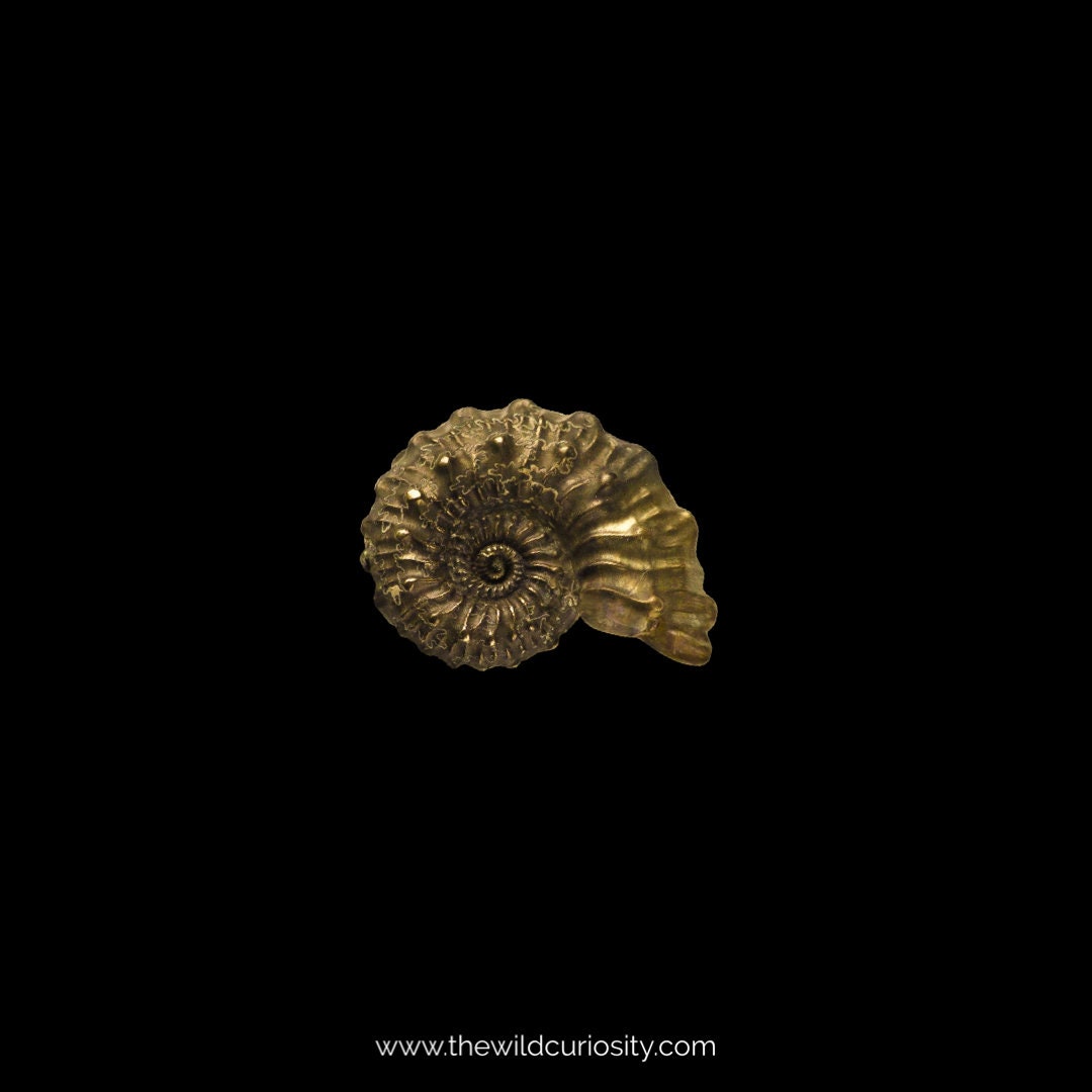 Miniature Pyritised Ammonites | Spiked | Kosmoceras Spinosum | RARE ...