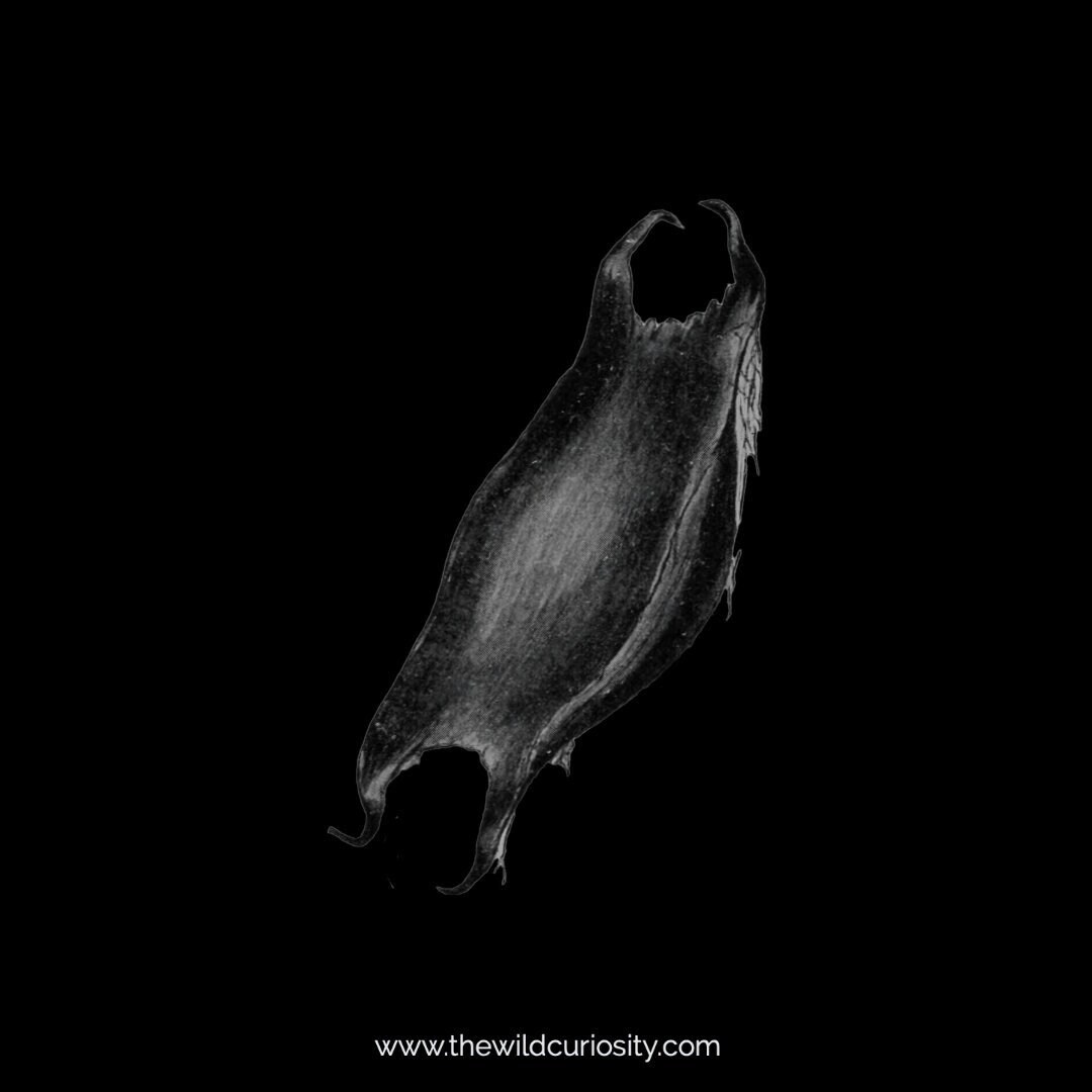 Mermaid's Purse large Ray Egg Cabinet of Curiosities - Etsy