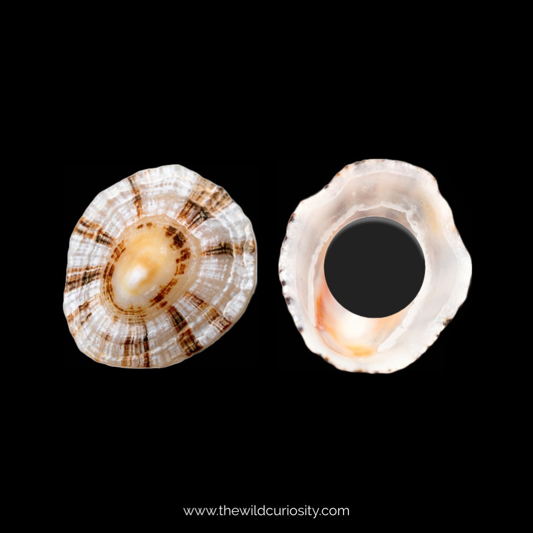 Seashell Fridge Magnet | Limpet Shell | Unique Gifts | Fun Gift Ideas ...