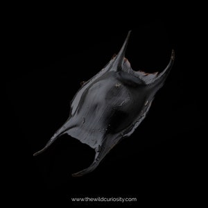 Mermaid's Purse large Ray Egg Cabinet of Curiosities Oddity Marine ...