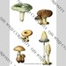 Fungi Collection | Download & Printable Sheet | Vintage Paper Craft ...