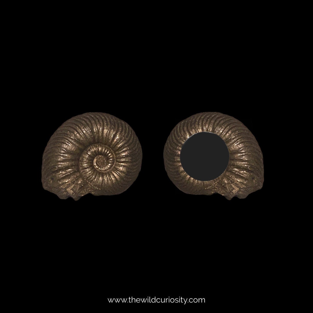 Fossil Fridge Magnet | Shiny Pyritised Ammonite | Unique Gifts | Fun ...