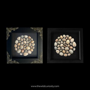 Framed Limpet Shell Art | Circlular Pattern | Sea Shells | Beach Art ...