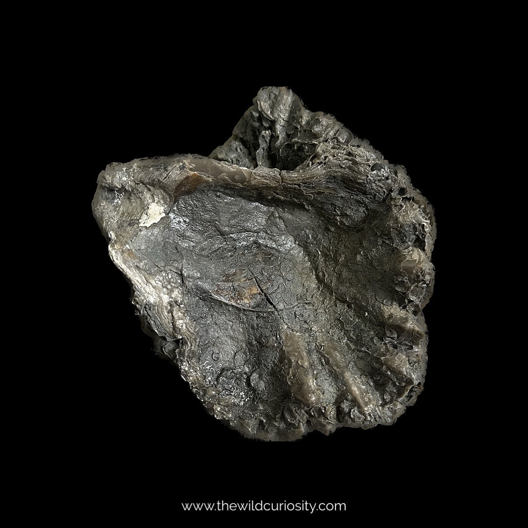 LARGE Marine Bivalve Fossil | Lopha Gregaria | Prehistoric Shells ...