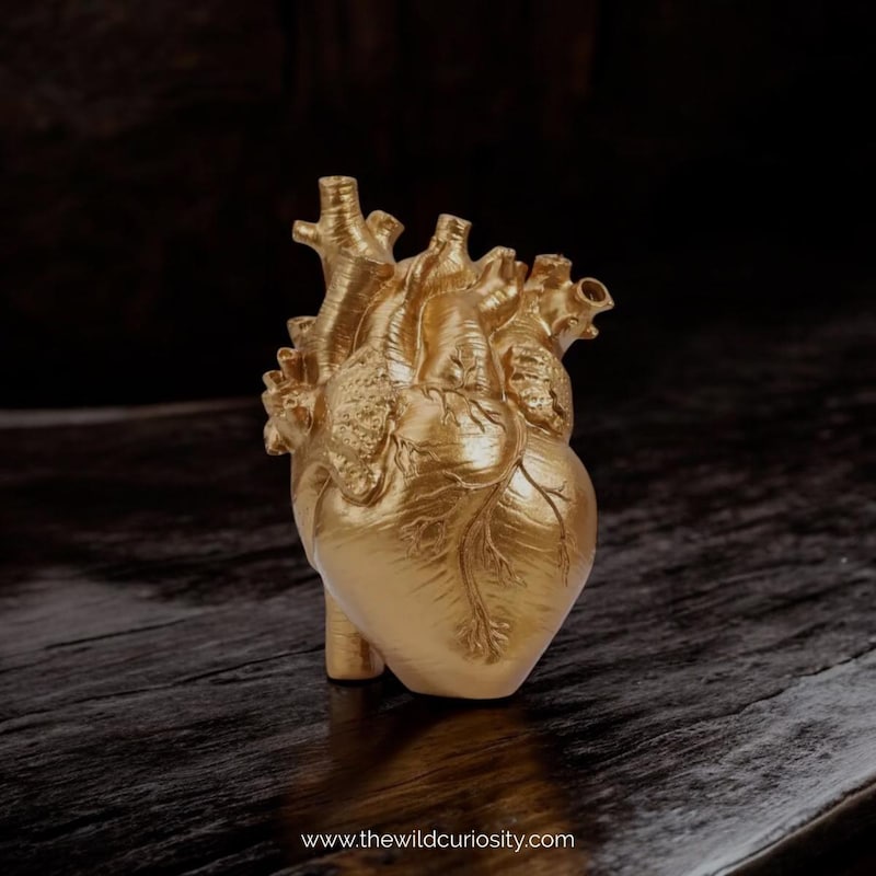 Anatomical Heart Vase - Etsy