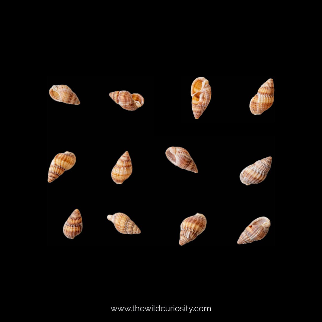 Miniature Whelk Shells | Sea Shells | A Grade | Gastropod | Mollusk ...