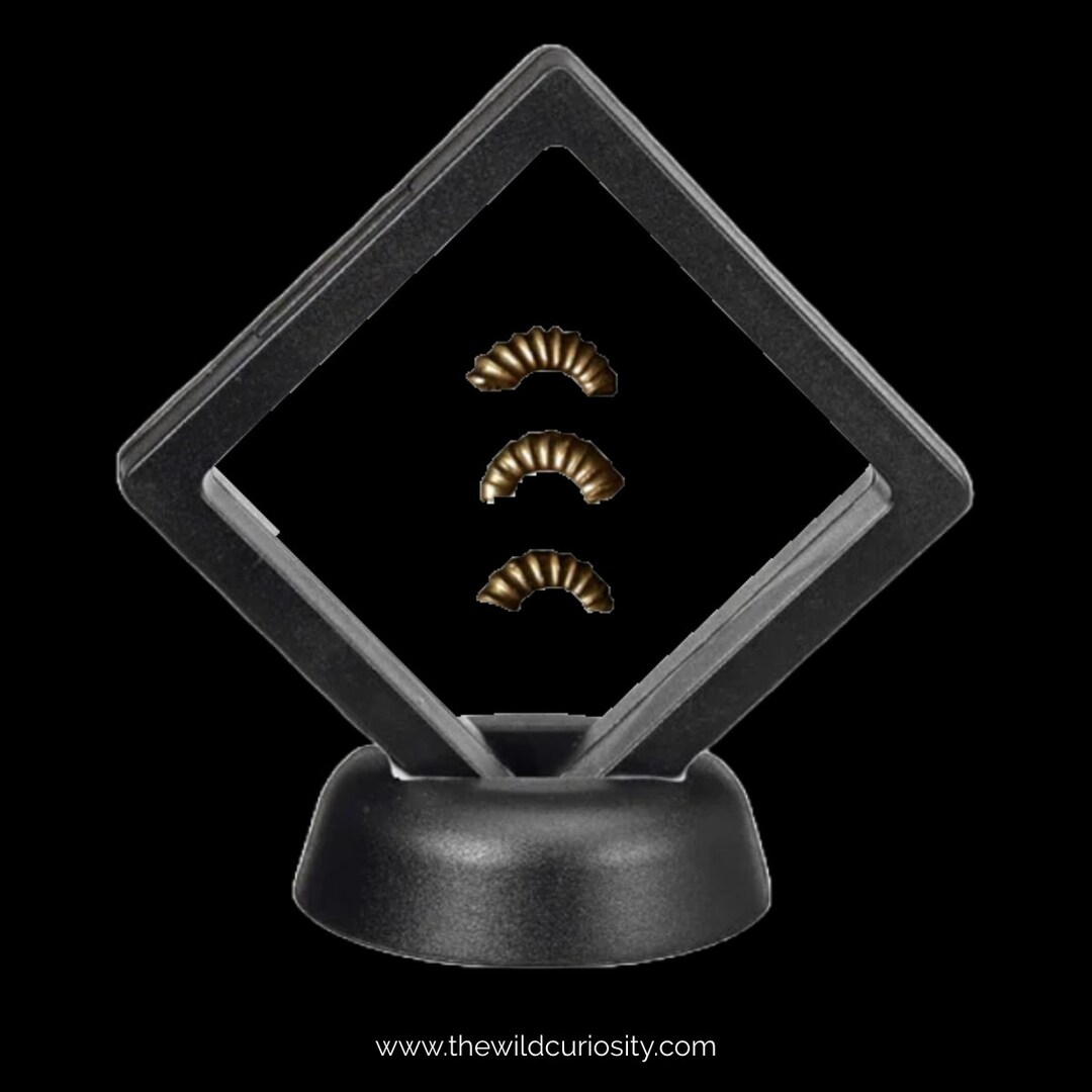 Fossil Ammonite Curve in Floating Frame Display | 3D Frame | Decorative ...