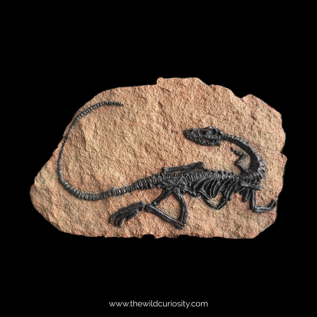 Fossil Dinosaur Skeleton Replica Educational Ornament Model Faux ...