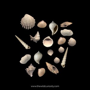 Fossil Shell Selection | Bartonian Eocene | Fossilised Gastropod ...