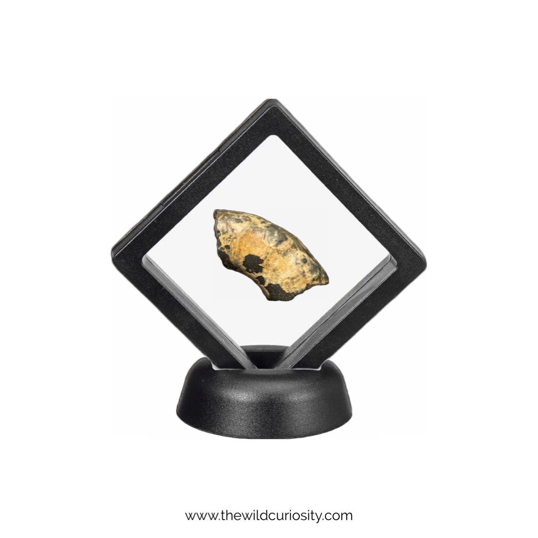 Fossil Ammonite Curve in Floating Frame Display 3D Frame Decorative ...
