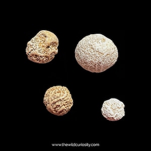 Flint Replaced Echinoid Fossil | Jurassic Coast | Fossilised Sea Sponge ...