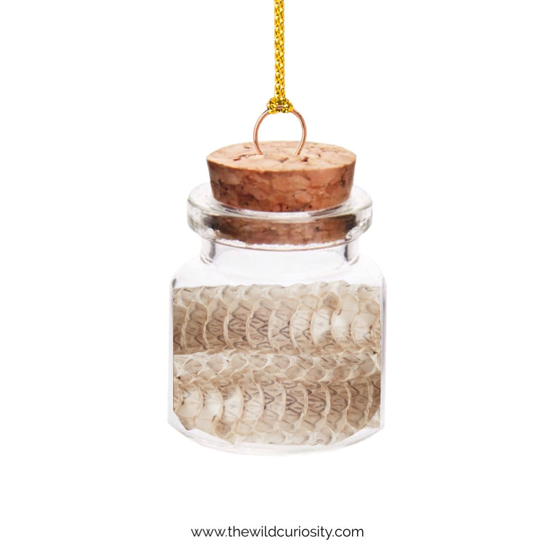 Snakeskin in Glass Jar | Sizes Vary | Memento Mori | Snakes | Reptiles ...