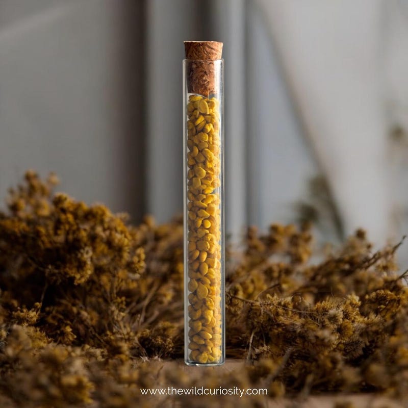 TheWildCuriosity - Etsy