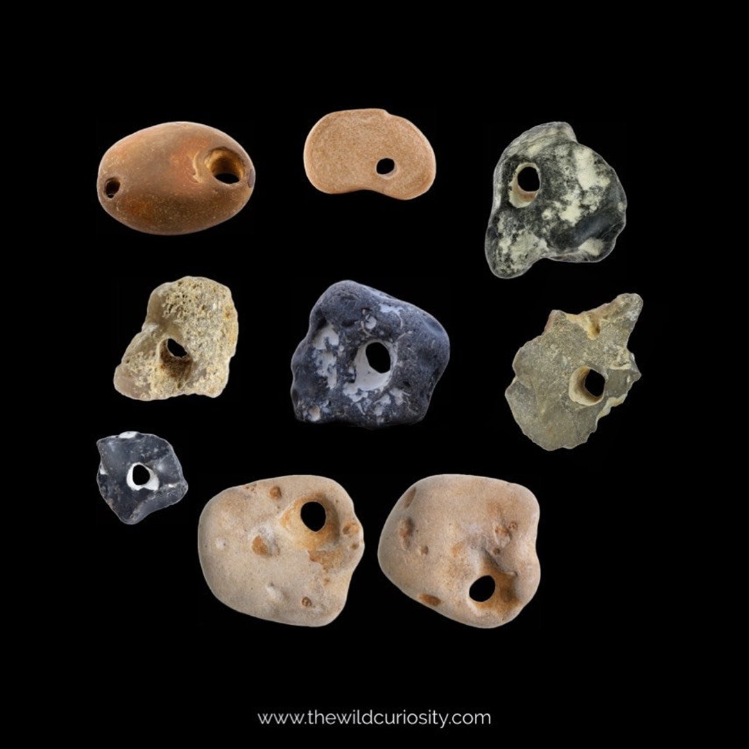 English Hag Stones | Natural | Adder Stones | Magic Fairy Stones ...