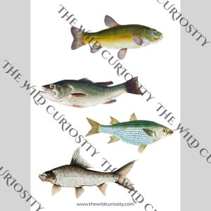 Freshwater Fish Collection | Download & Printable Sheet | Vintage Paper ...