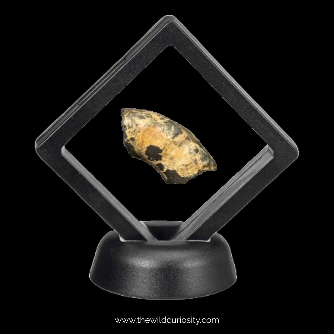 Fossil Ammonite Curve in Floating Frame Display | 3D Frame | Decorative ...