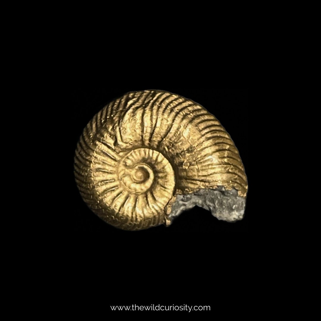 Pyritised Ammonite 20mm A81 Jurassic Coast Fossil Fools Gold Collectors ...