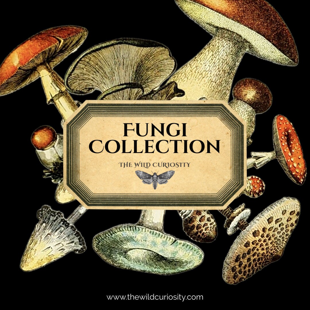 Fungi Collection | Download & Printable Sheet | Vintage Paper Craft ...