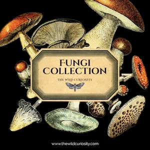 Fungi Collection | Download & Printable Sheet | Vintage Paper Craft ...