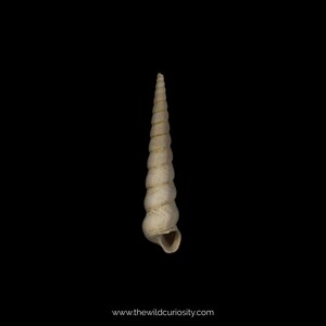 Fossil Shell Selection | Bartonian Eocene | Fossilised Gastropod ...