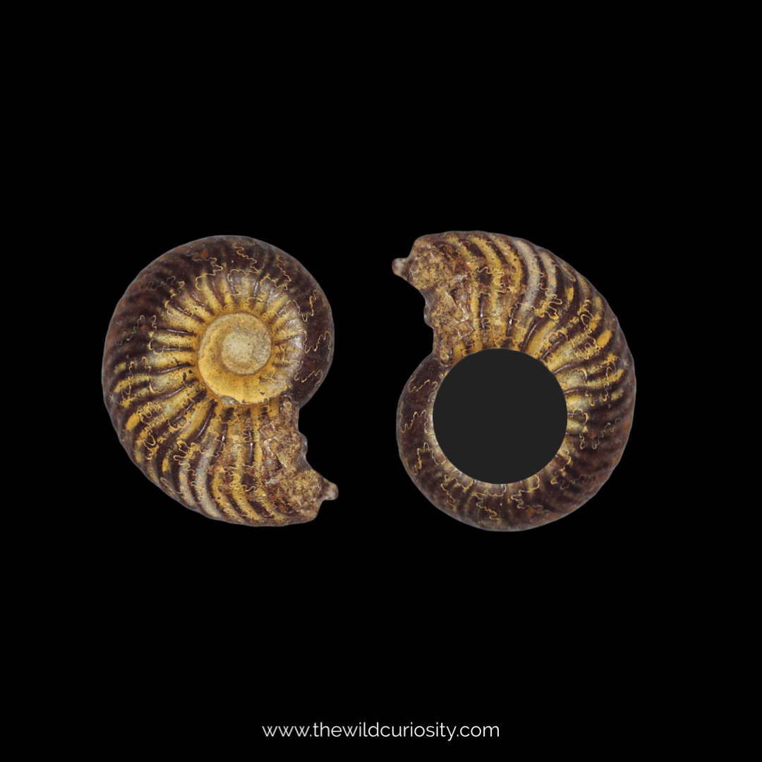 Fossil Fridge Magnet | Genuine Tiger Ammonite | Unique Gifts | Fun Gift ...