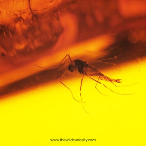 Fossil Amber Replica With Real Insect | Faux Collection | Dummy Fossils ...