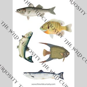 Freshwater Fish Collection | Download & Printable Sheet | Vintage Paper ...