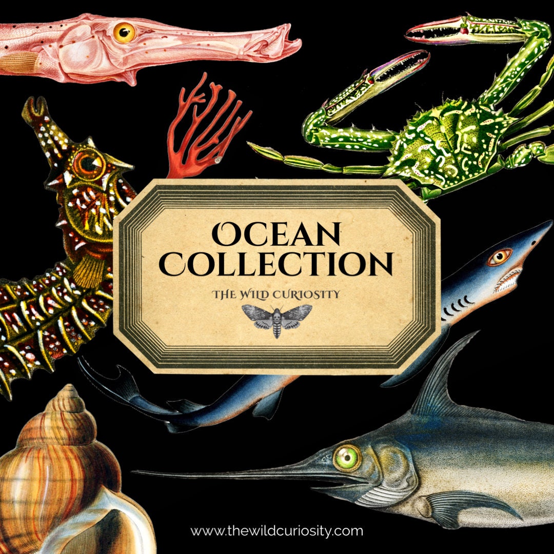Ocean Collection | Download & Printable Sealife Sheet | Vintags Paper ...