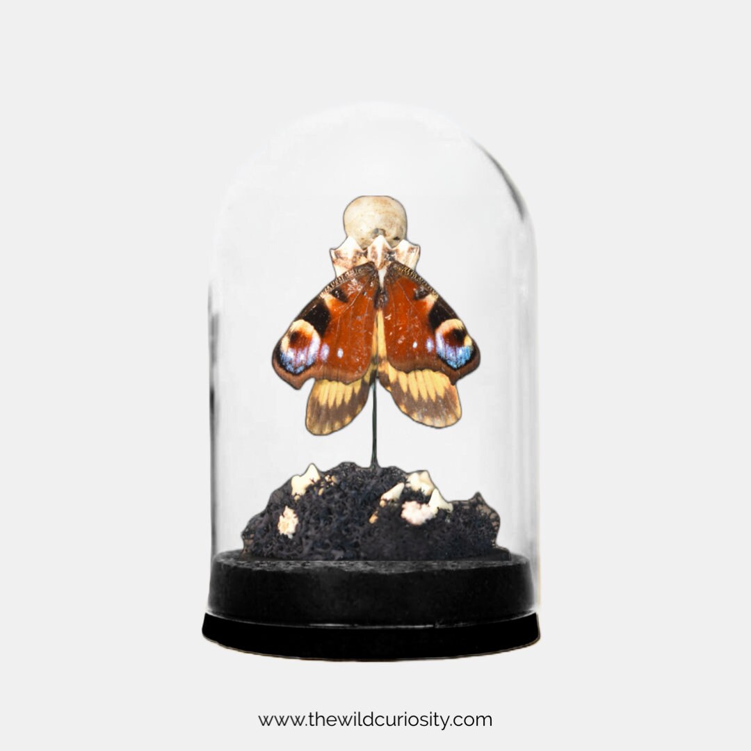 The Tooth Fairy in Glass Dome Jar Bell Jar Taxidermy Art Butterflies ...