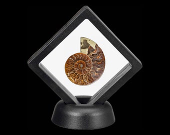 Fossil Display Frame - Etsy