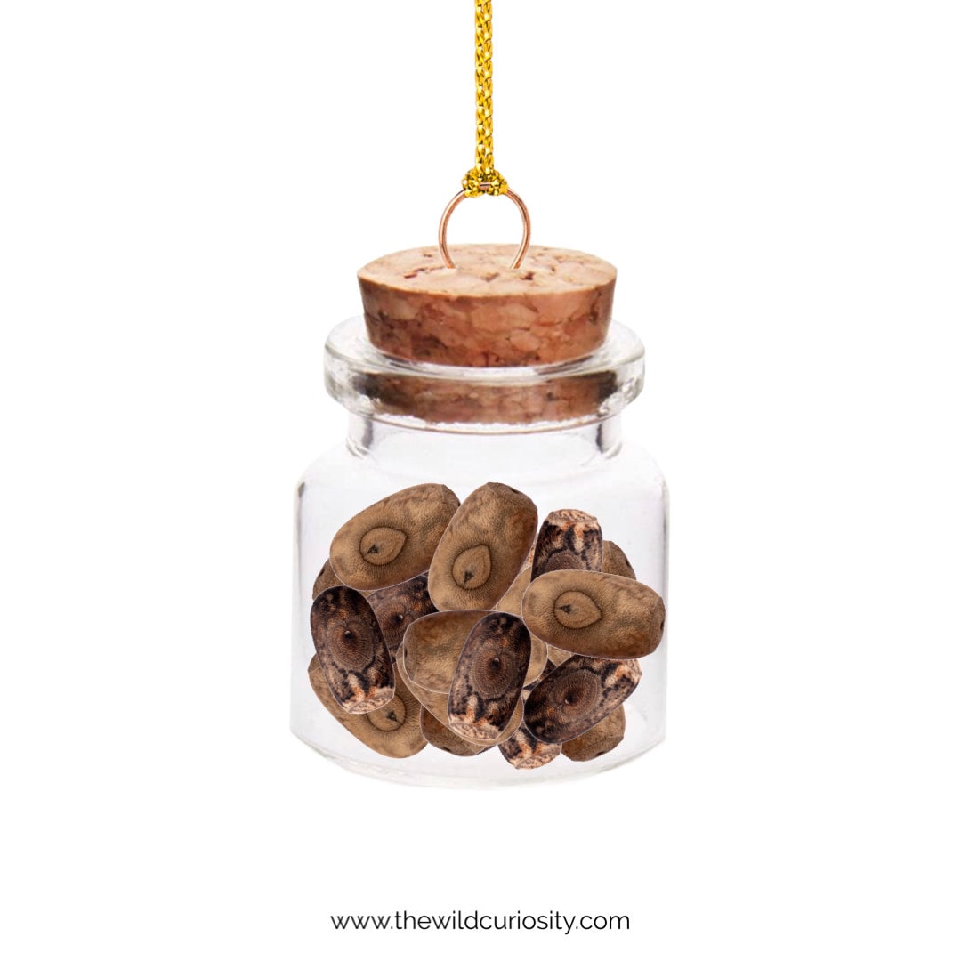 Dried Thorny Devil Stick Insect Eggs in Glass Jar | Select Size ...