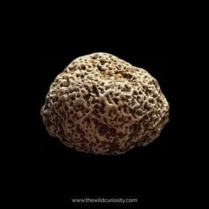 Flint Replaced Echinoid Fossil | Jurassic Coast | Fossilised Sea Sponge ...