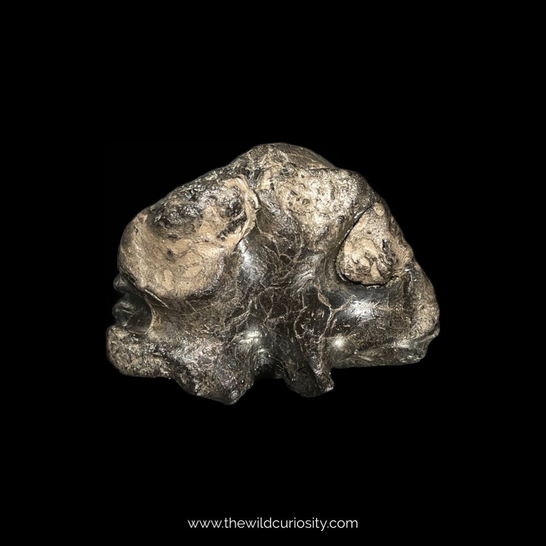 Partial Greensand Ammonite | ‘cat Paw’ | 55mm | RARE Fossil Ammonites ...
