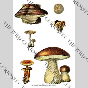 Fungi Collection | Download & Printable Sheet | Vintage Paper Craft ...