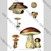 Fungi Collection | Download & Printable Sheet | Vintage Paper Craft ...