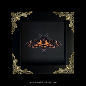 Black Deep Shadow Box Display Frame | Ornate Baroque Style Corners ...