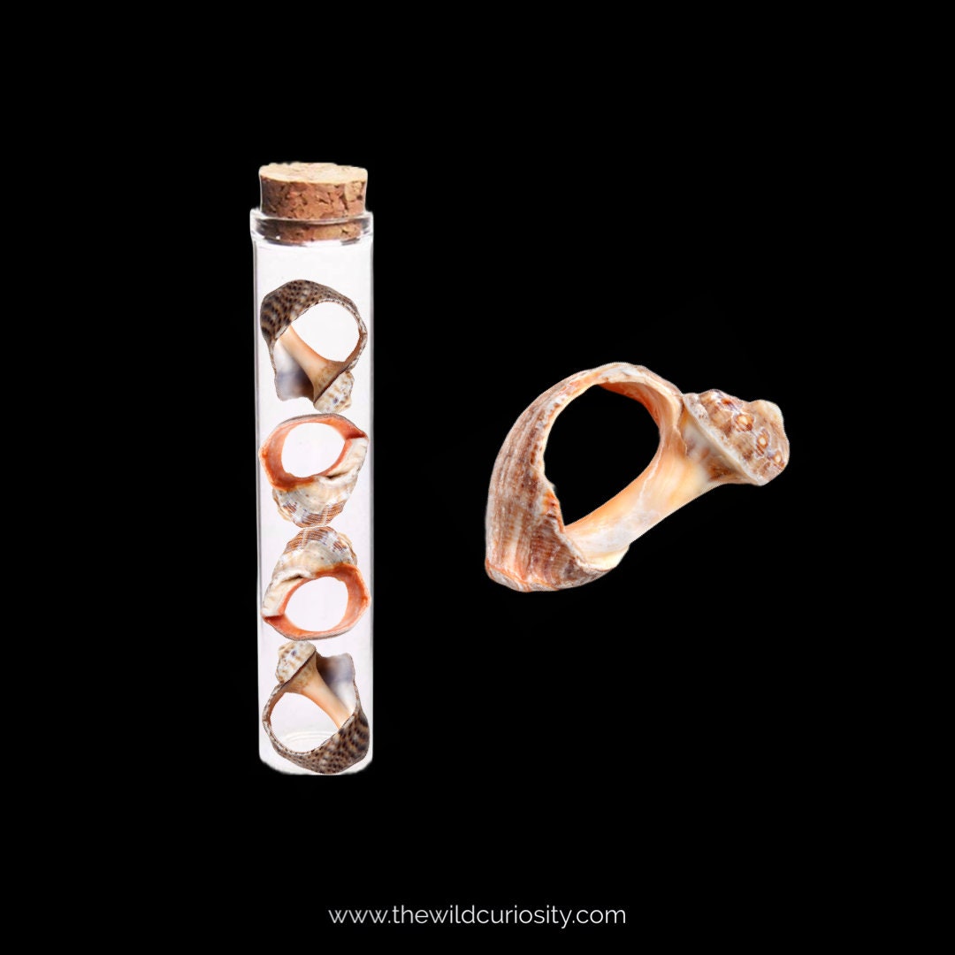 Hollow Whelk Shells in Glass Curio Jar | Shells | Arts and Crafts ...