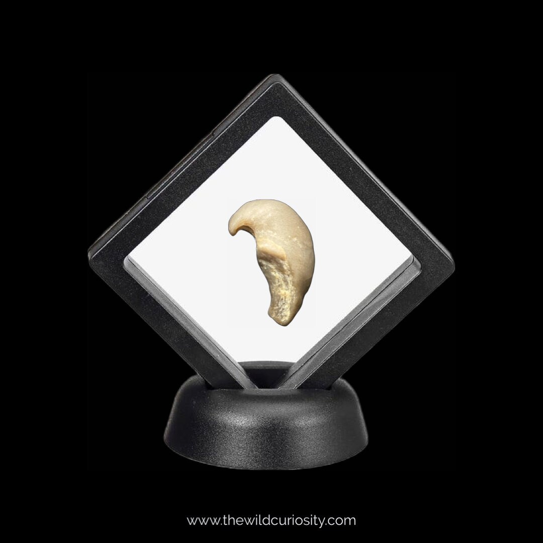 Fossil Mollusc in Floating Frame Display 3D Frame - Etsy