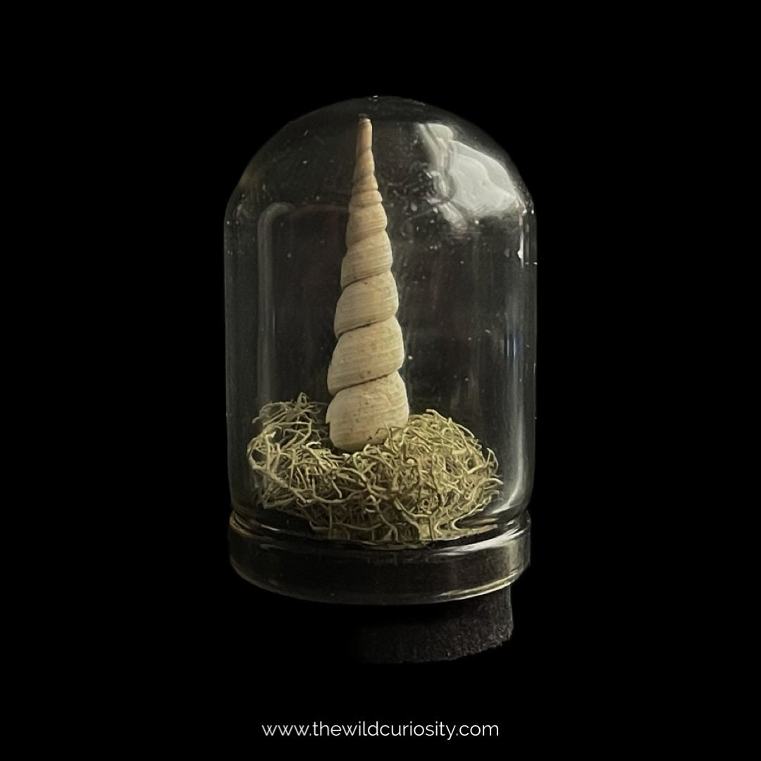 Miniature Glass Dome With Fossil Shell Inclusion | Genuine Fossils ...