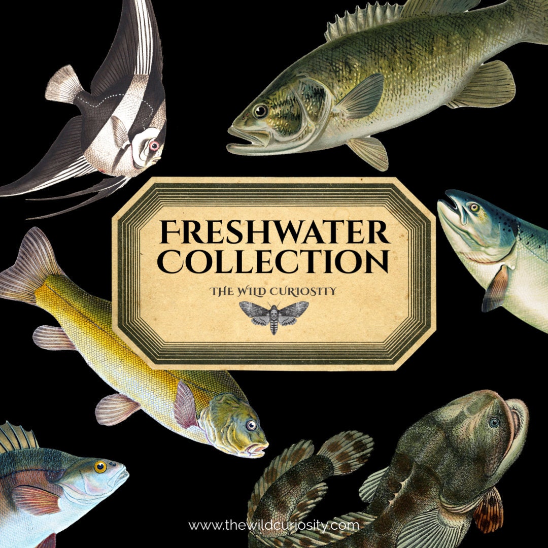 Freshwater Fish Collection | Download & Printable Sheet | Vintage Paper ...