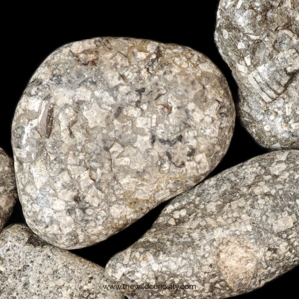 Fairy Coins Fossils - Etsy