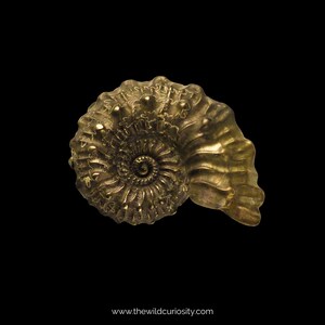 Miniature Pyritised Ammonites | Spiked | Kosmoceras Spinosum | RARE ...