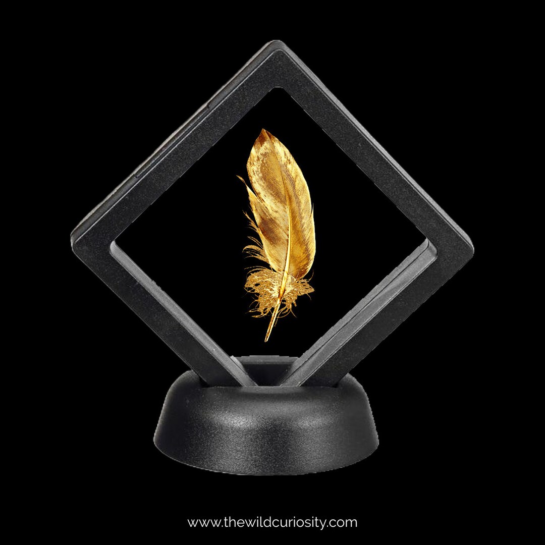 Gold Bird’s Feather in Floating Frame Display | 3D Frame | Decorative ...