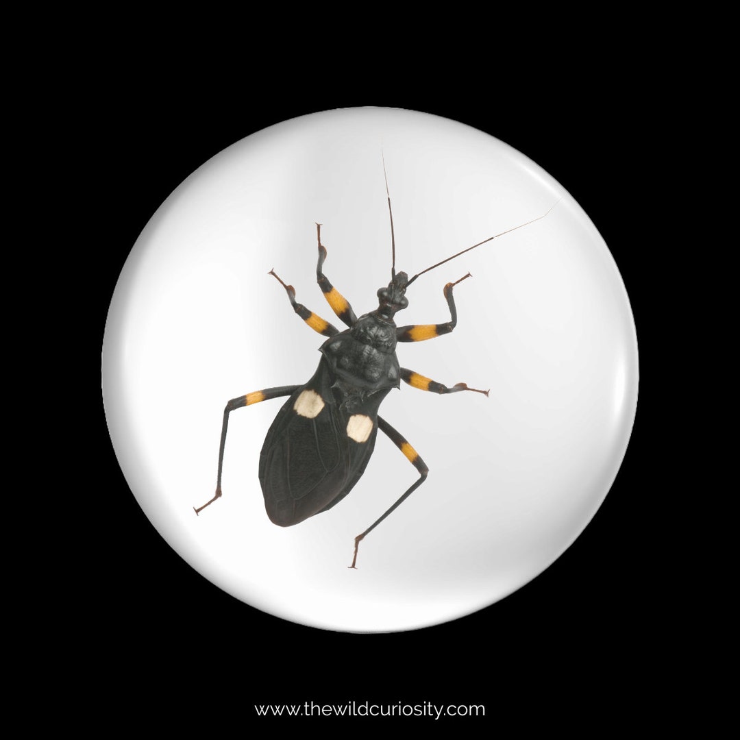 Resin Globe With Real Insect | Dummy Fossils | Entomology Display ...