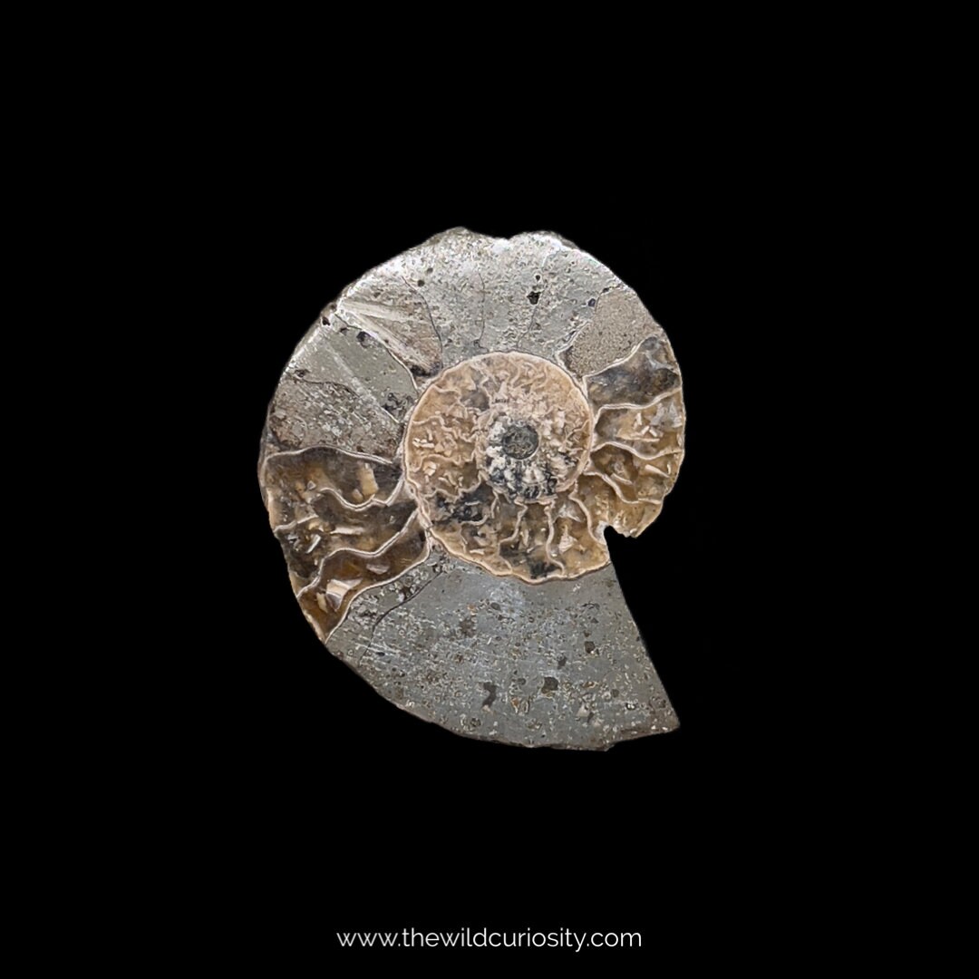 Cut & Polished Fossil Ammonite | Select Style | Beautiful Fossils ...