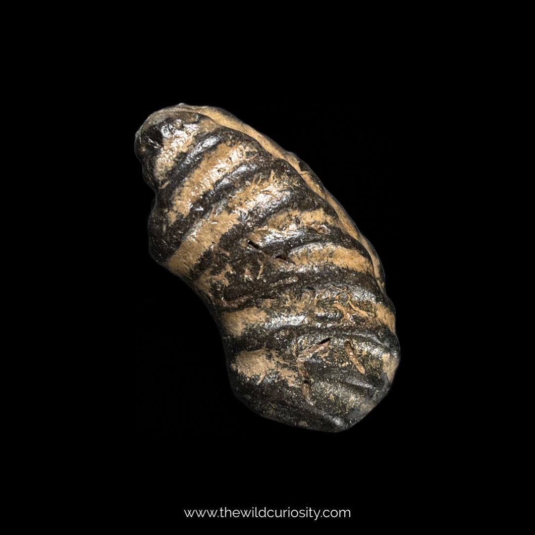 Partial Greensand Ammonite | ‘cat Paw’ | 54mm | RARE Fossil Ammonites ...