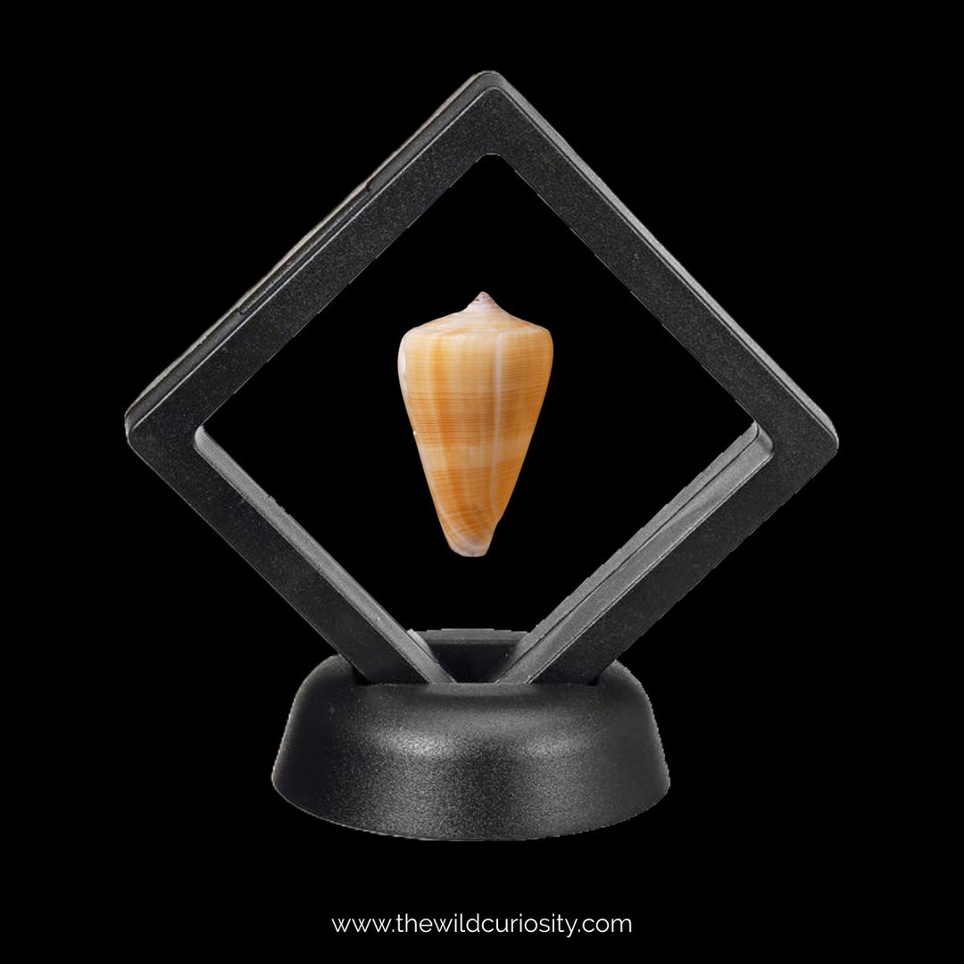 Oak Cone Shell conus Quercinus in Floating Frame Display 3D Frame ...